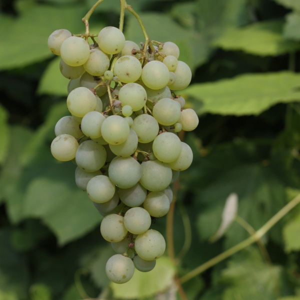 Viinapuu Läti varajane