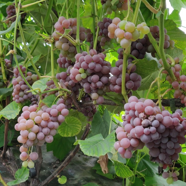 Reliance Pink Seedless @ Roogoja Farm